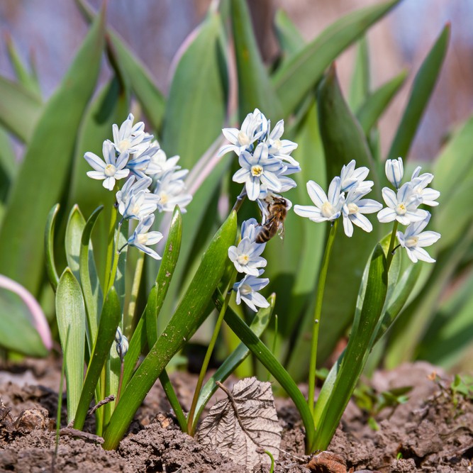 Puschkinia Flower, Leaf, Care, Uses - PictureThis