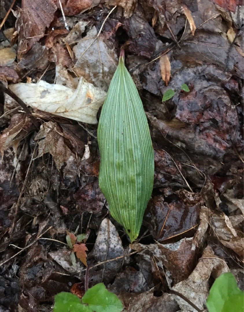 Putty root orchid (Aplectrum hyemale) Flower, Leaf, Care, Uses ...