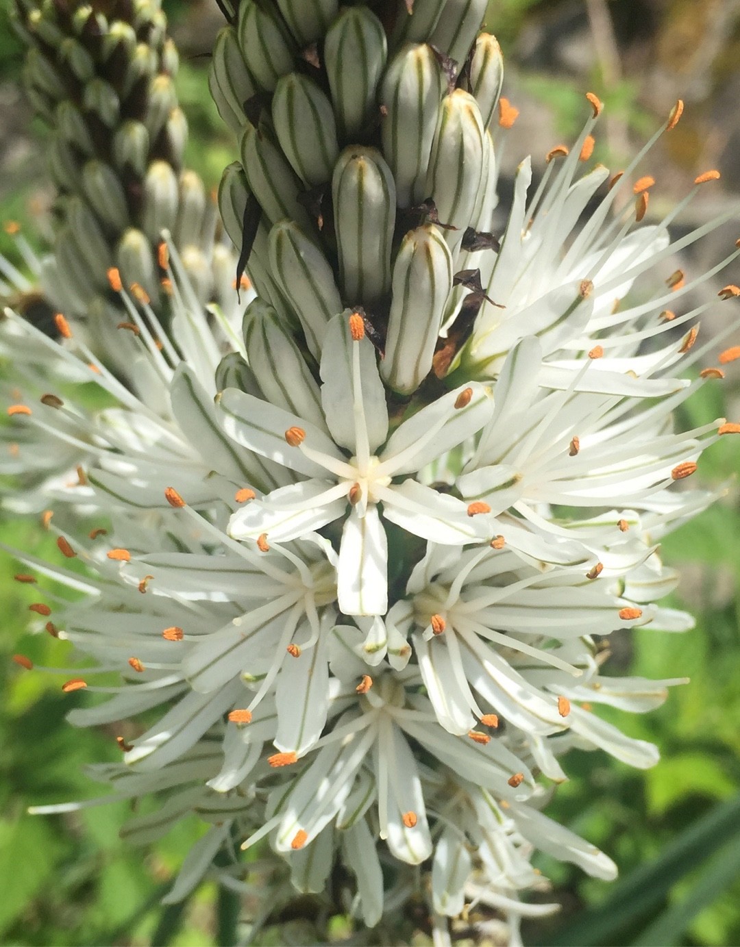 Asphodels (Asphodelus) Flower, Leaf, Care, Uses - PictureThis