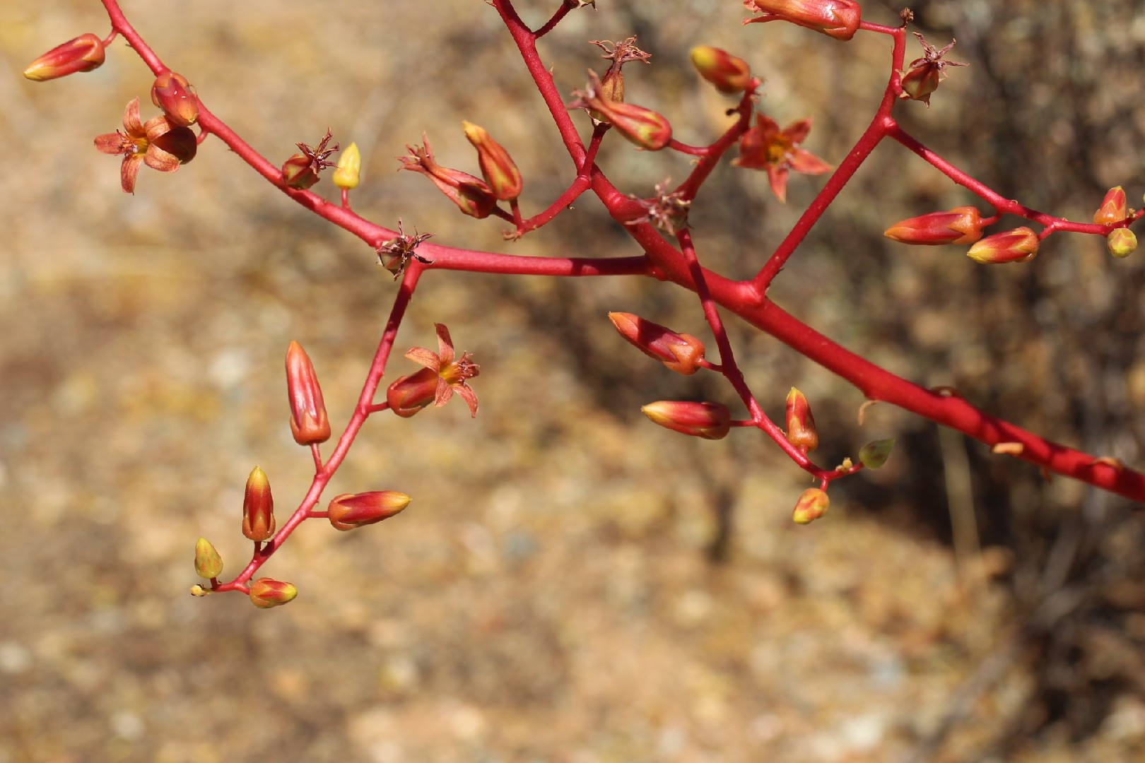 Zostera Marina Flower