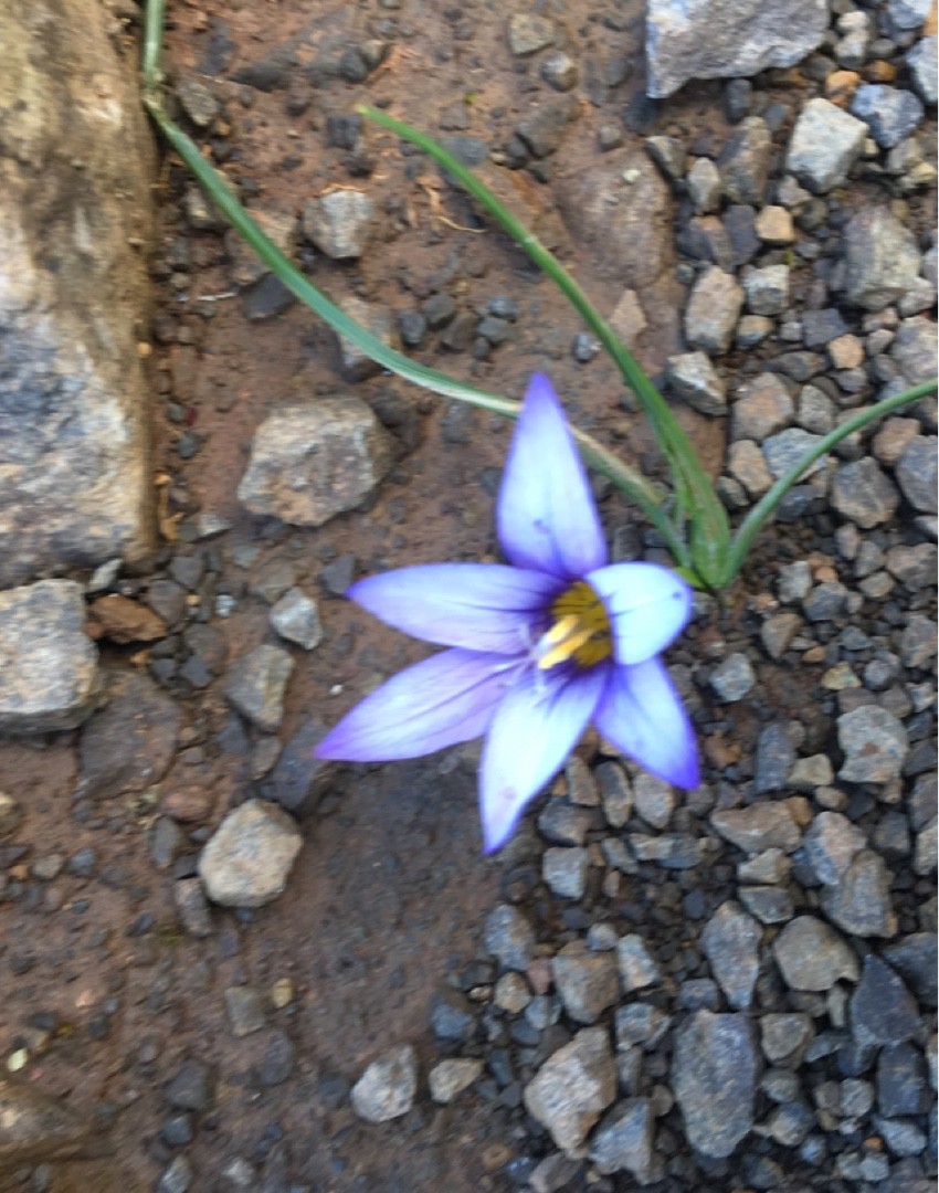 Romulea Flower, Leaf, Care, Uses - PictureThis