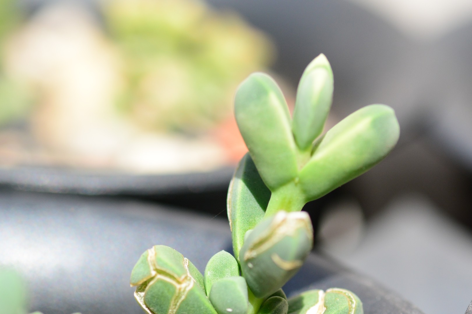 How to Plant and Grow Astridia velutina(Astridia velutina)