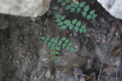 Pellaea truncata - PictureThis