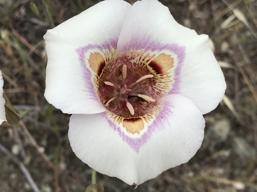 Calochortus argillosus - PictureThis
