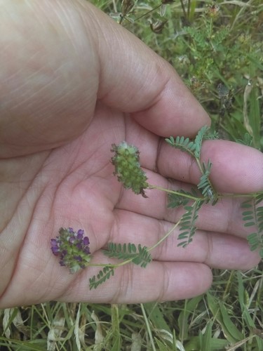 Dalea foliolosa - PictureThis