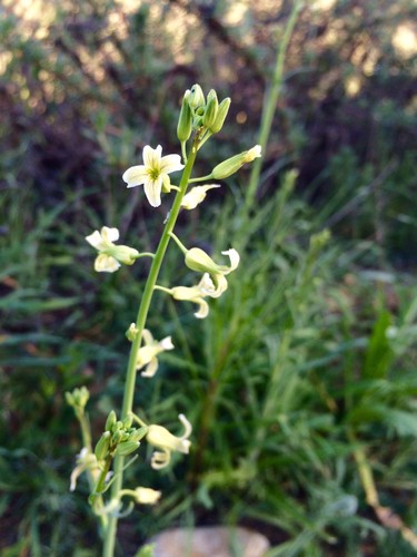 San diego wild cabbage (Caulanthus heterophyllus) Flower, Leaf, Care ...