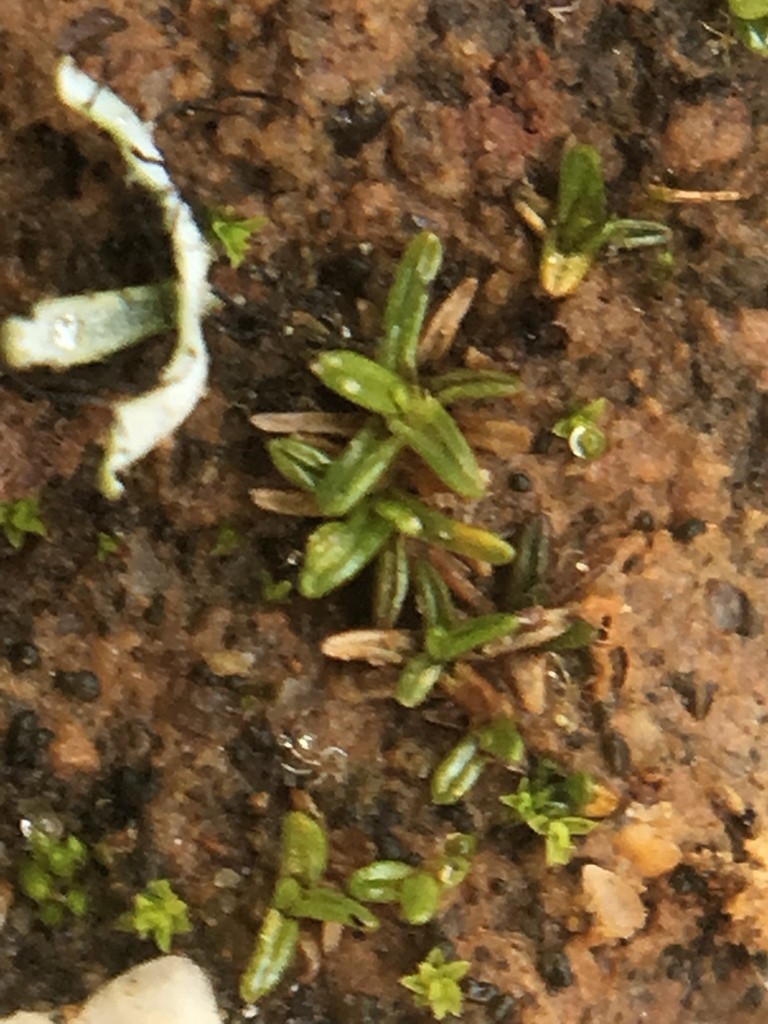 Aloina - PictureThis