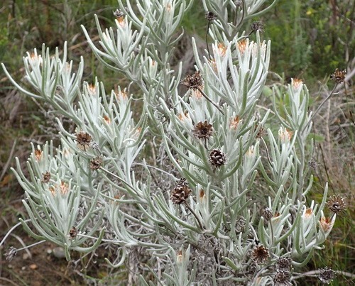 Syncarpha gnaphaloides - PictureThis