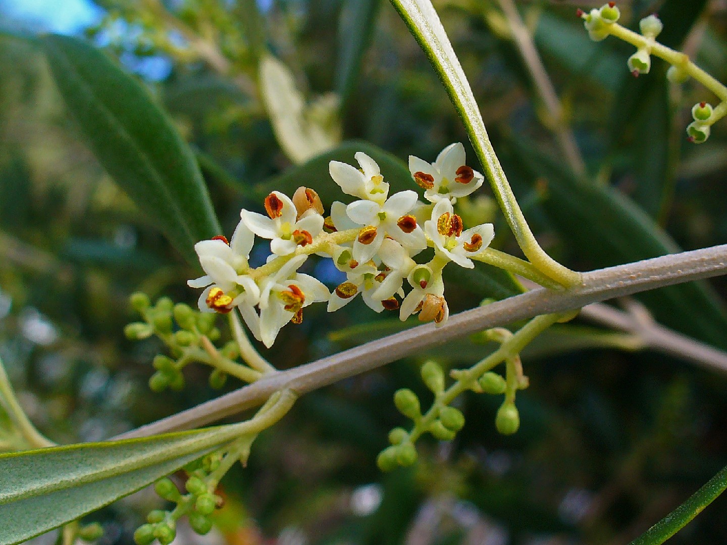 Olive (Olea europaea) Flower, Leaf, Care, Uses - PictureThis