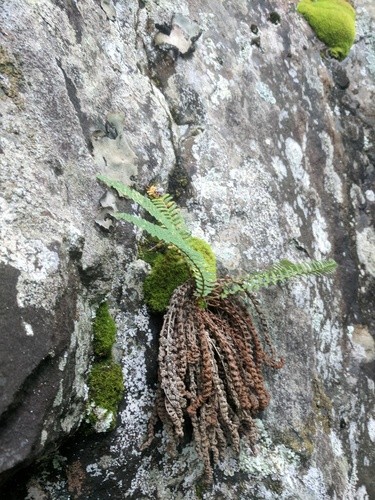 Fragrant wood fern (Dryopteris fragrans) Flower, Leaf, Care, Uses ...