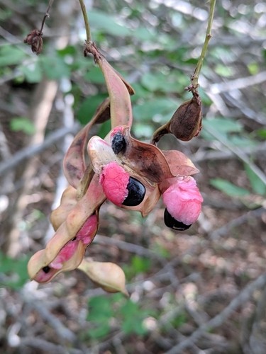 Pithecellobium unguis-cati - PictureThis