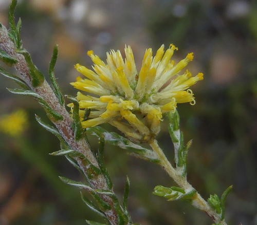 Stoebe spiralis - PictureThis