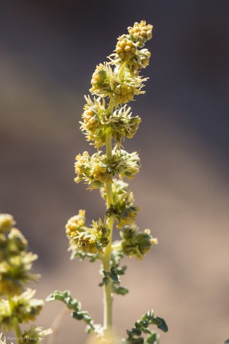 White bursage (Ambrosia dumosa) Flower, Leaf, Care, Uses - PictureThis