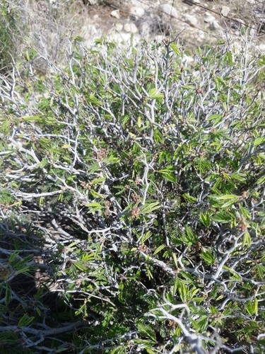 Calliandra conferta - PictureThis