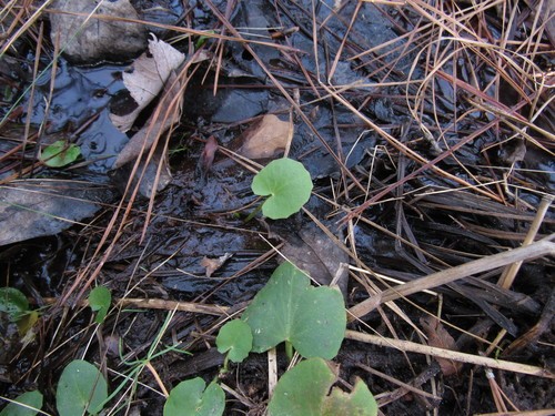 Centella erecta - PictureThis