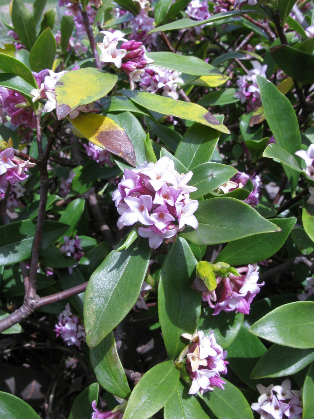 Daphne Poisoning Symptoms