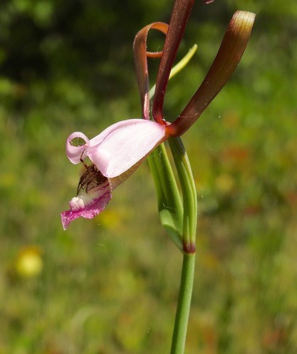 Small coastal plain spreading pogonia Care (Watering, Fertilize ...