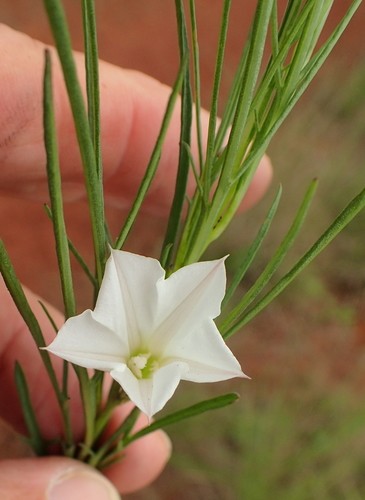 Ipomoea simplex - PictureThis
