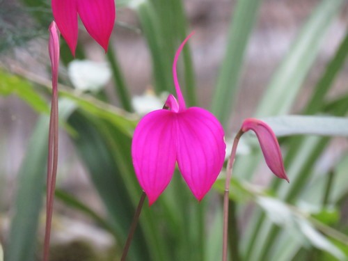 Masdevallia coccinea - PictureThis