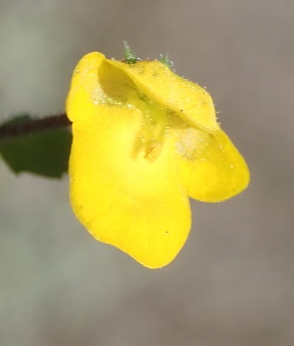 Hemimeris racemosa - PictureThis