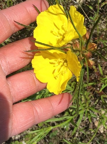 Berlandier's sundrops (Oenothera berlandieri) Flower, Leaf, Care, Uses ...