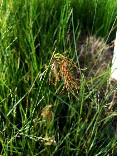 Jointed flatsedge (Cyperus articulatus) Flower, Leaf, Care, Uses ...