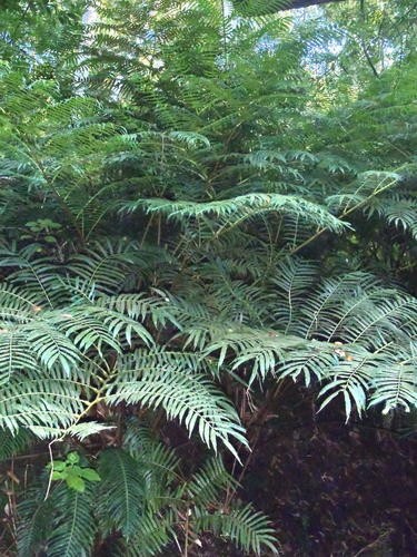 Ptisana - PictureThis