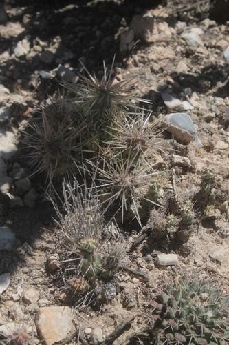 Grusonia schottii - PictureThis