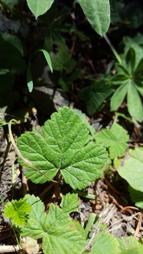 Rubus lasiococcus 照顧，種植，繁殖，開花時間 - PictureThis