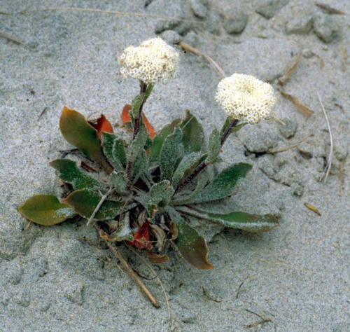 Craspedia robusta 照顧，種植，繁殖，開花時間 - PictureThis