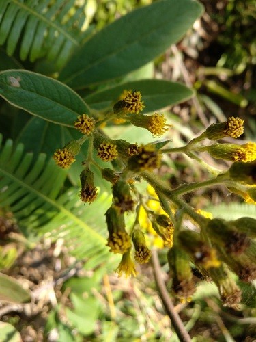 Fragrant Inula (Duhaldea cappa) Flower, Leaf, Care, Uses - PictureThis