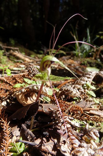 Corybas acuminatus - PictureThis