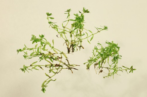 Vernal water-starwort (Callitriche palustris) Flower, Leaf, Care, Uses ...