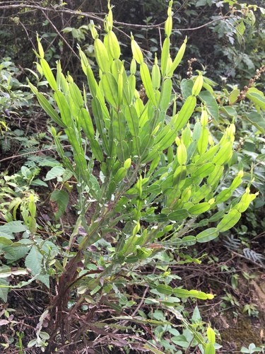 Carqueja (Baccharis trimera) - PictureThis
