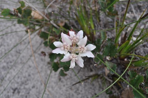 Xanthosia rotundifolia - PictureThis