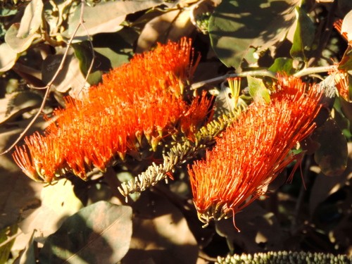 Bejuco de carape (Combretum farinosum) - PictureThis