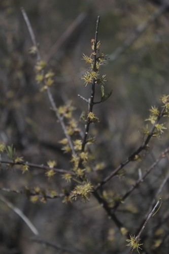 Olive (Oleaceae) Flower, Leaf, Care, Uses - PictureThis