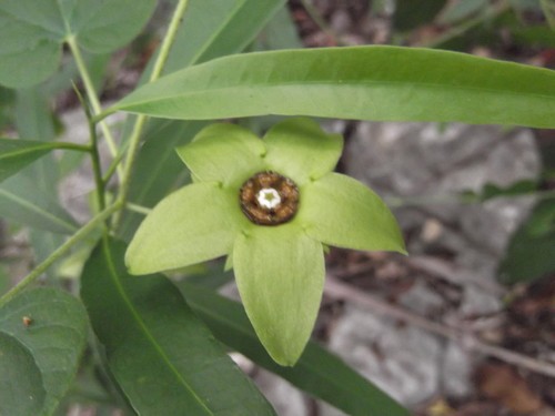 Dogbane (Apocynaceae) Flower, Leaf, Care, Uses - PictureThis