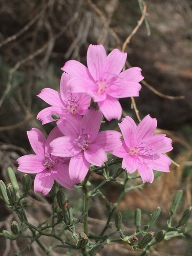 Small wire-lettuce (Stephanomeria exigua) Flower, Leaf, Care, Uses ...