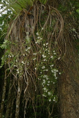 Christmas orchid (Dendrobium cunninghamii) Flower, Leaf, Care, Uses ...