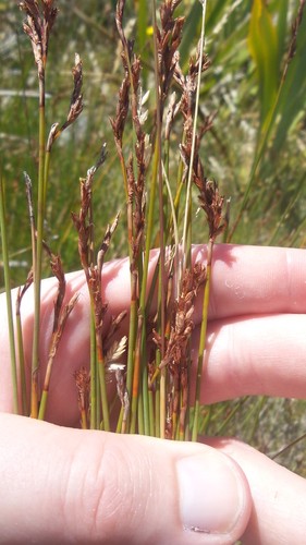 Common twig rush (Machaerina rubiginosa) Flower, Leaf, Care, Uses ...