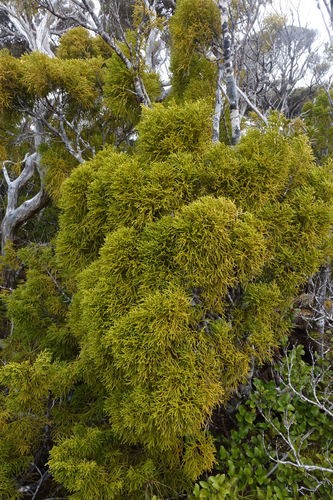 Lepidothamnus intermedius - PictureThis