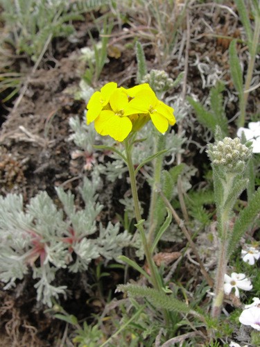 Erysimum arenicola - PictureThis