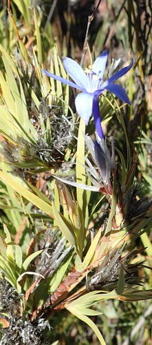 Nivenia inaequalis 花言葉，毒性，よくある質問 - PictureThis