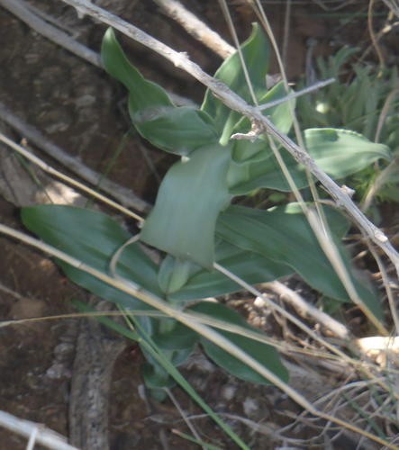 Bonatea antennifera - PictureThis