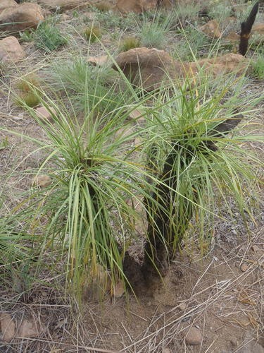 Xerophyta - PictureThis