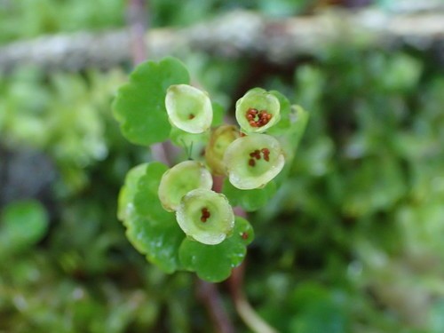 Chrysosplenium tetrandrum - PictureThis