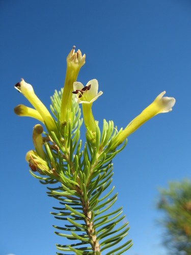 Erica pinea - PictureThis