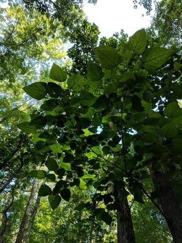 How to identify Swamp cottonwood (Populus heterophylla)