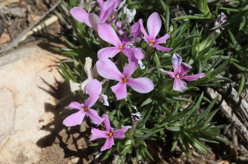 Phlox austromontana - PictureThis